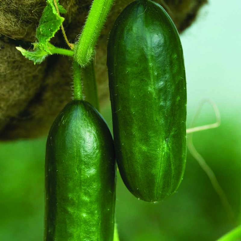 Frö till gurka och gurkväxter | Wexthuset