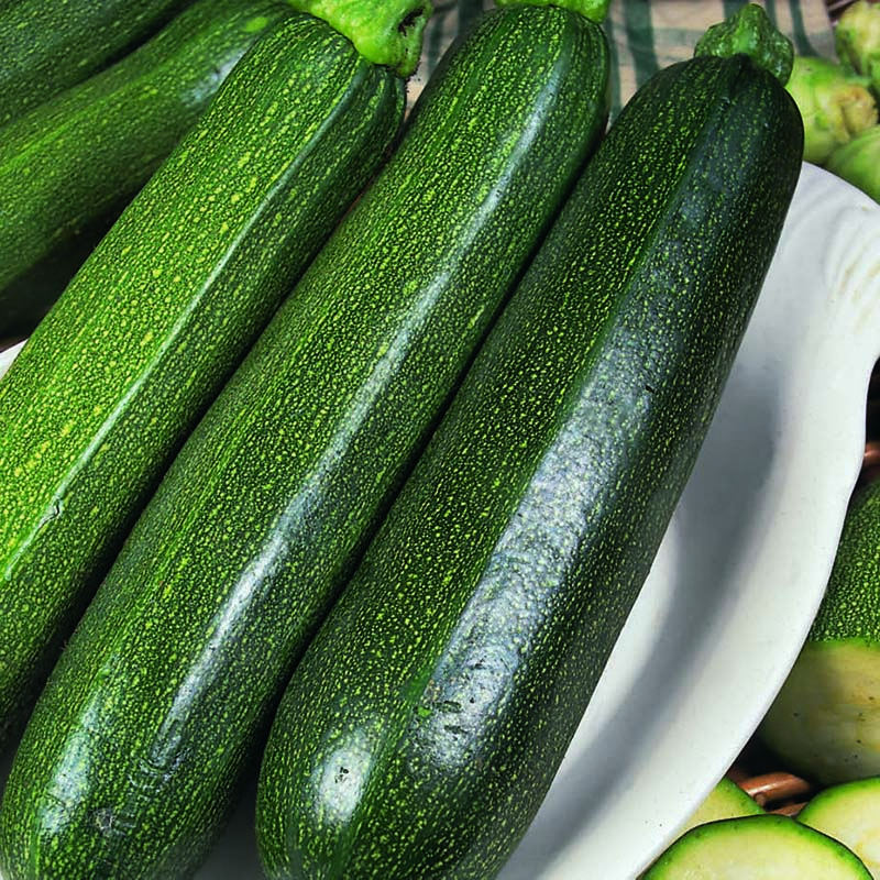 Frö till pumpa, squash och zucchini | Wexthuset