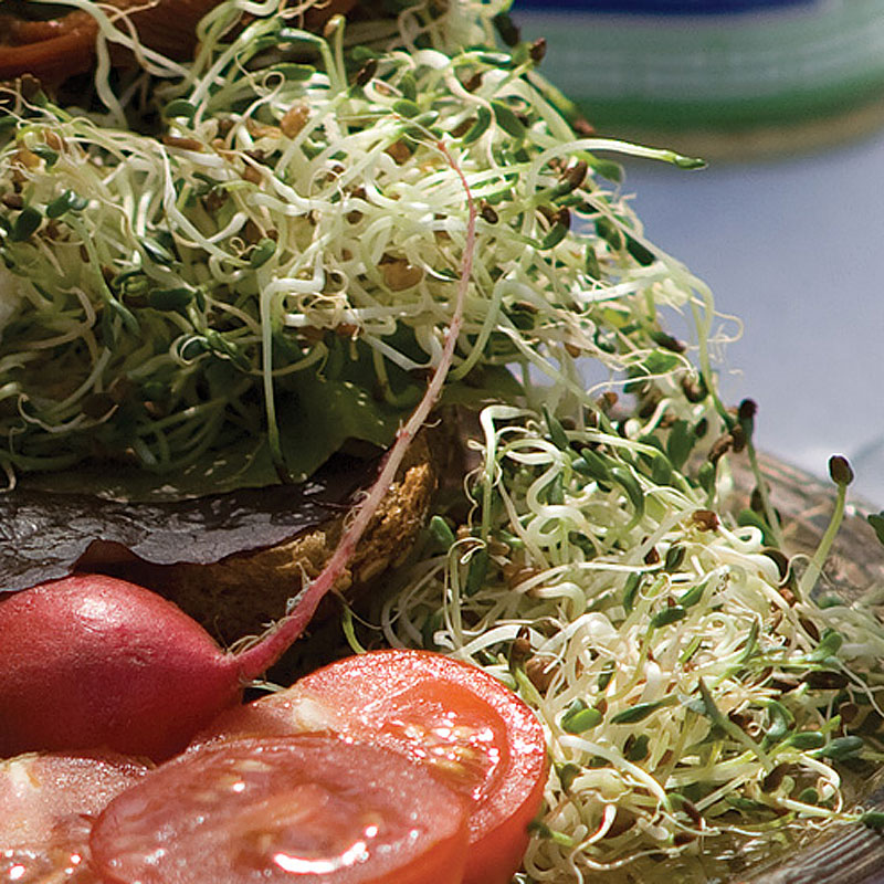 Fröer för groddning och odling av småblad - skott | Wexthuset