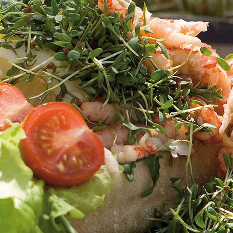 Fröer för groddning och odling av småblad - skott | Wexthuset