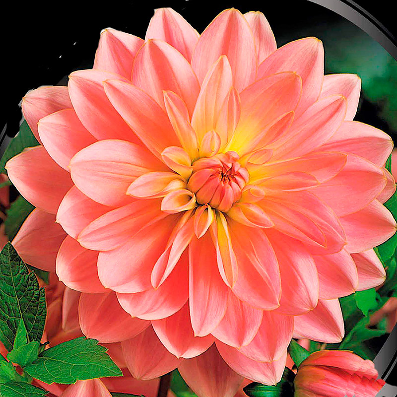 Knölar till dahlia för sommarblommor | Wexthuset