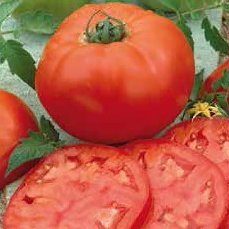 Frö till tomat, Solanum lycopersicum L. 'Country Taste' | Wexthuset
