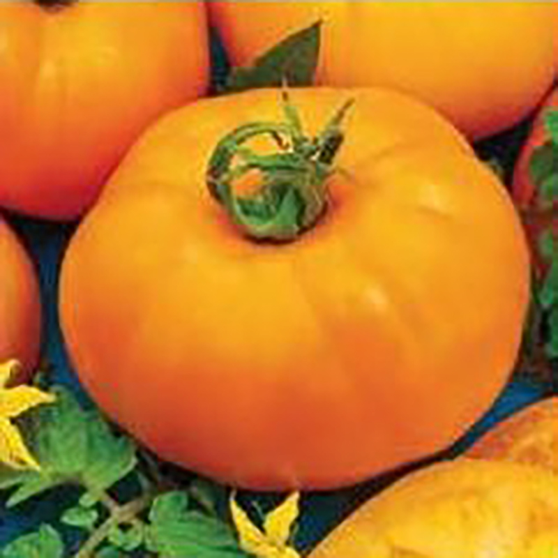 Frö till Tomat, Solanum lycopersicum L. 'Jantar' | Wexthuset