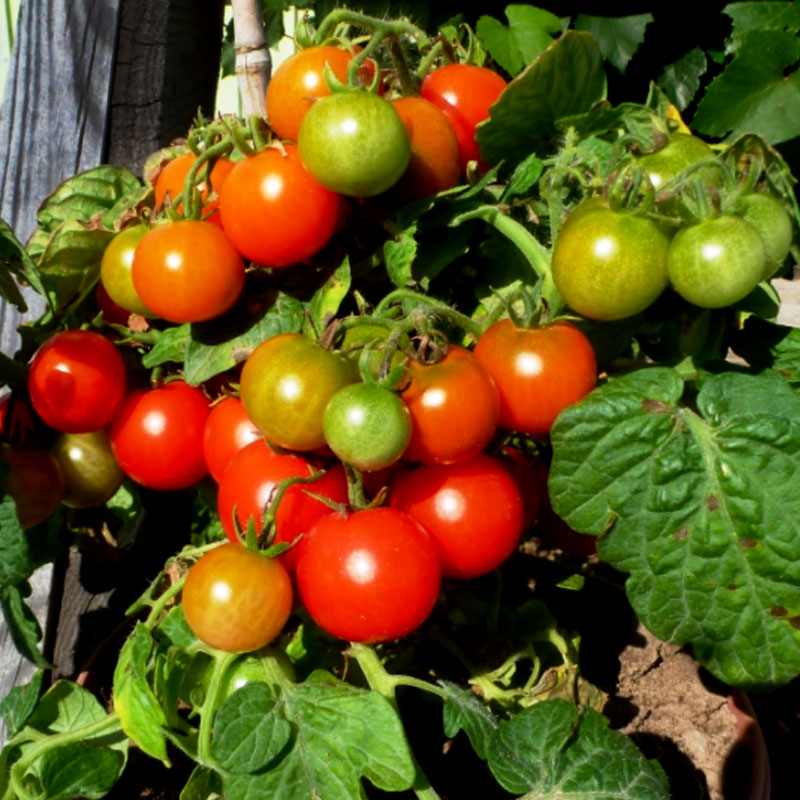 Frö till Tomat, Micro Tom | Wexthuset