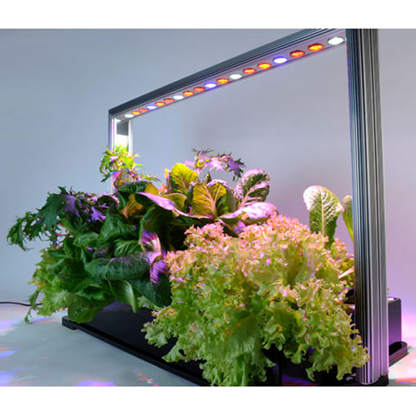 Hydrokultur och vattenodling | Wexthuset