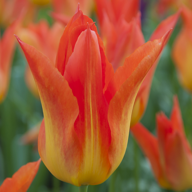 Tulpanlökar - Lökar till vackra och exklusiva tulp... | Wexthuset