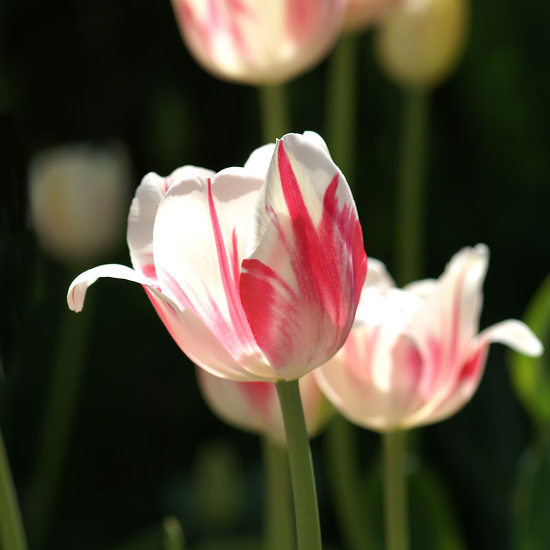 Tulpanlökar - Lökar till vackra och exklusiva tulp... | Wexthuset