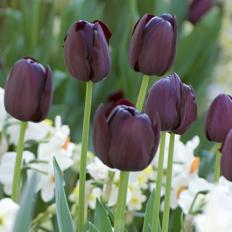 Tulpanlökar - Lökar till vackra och exklusiva tulp... | Wexthuset