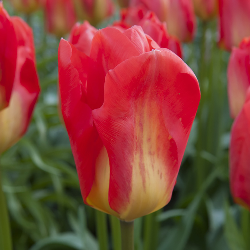 Tulpanlökar - Lökar till vackra och exklusiva tulp... | Wexthuset