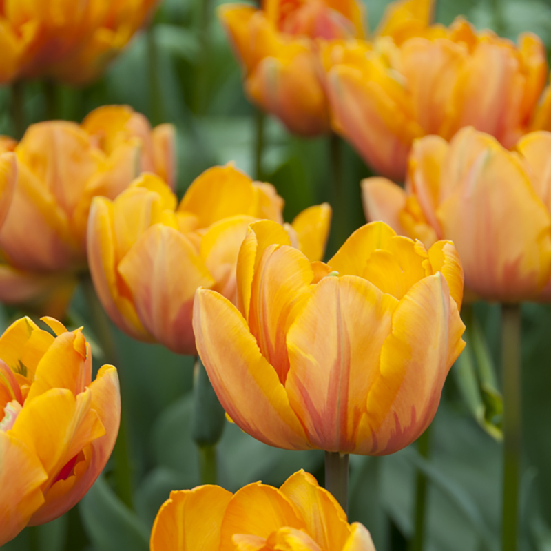 Tulpanlökar - Lökar till vackra och exklusiva tulp... | Wexthuset