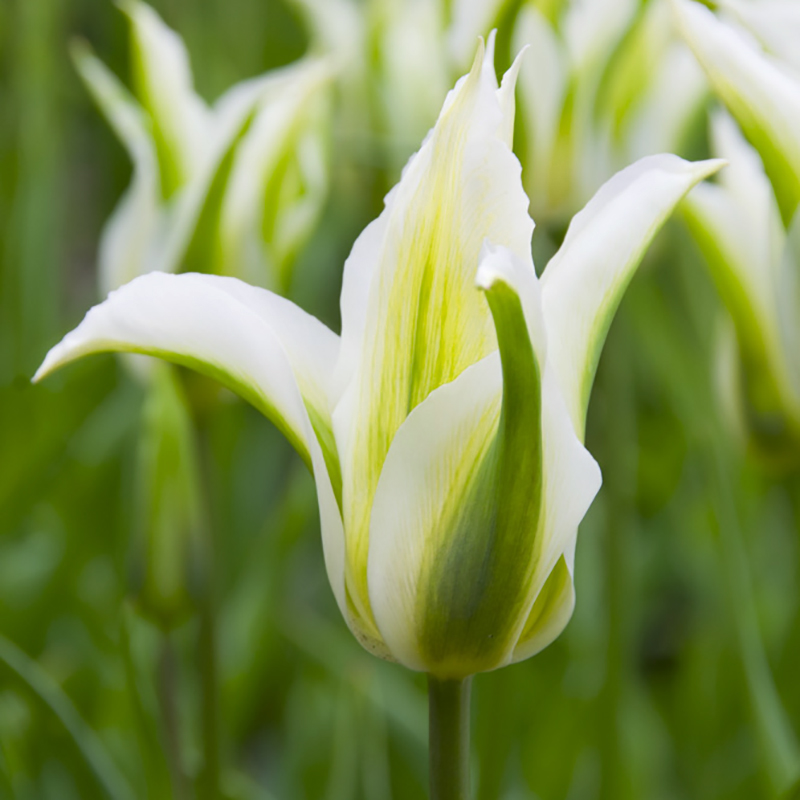 Tulpanlökar - Lökar till vackra och exklusiva tulp... | Wexthuset