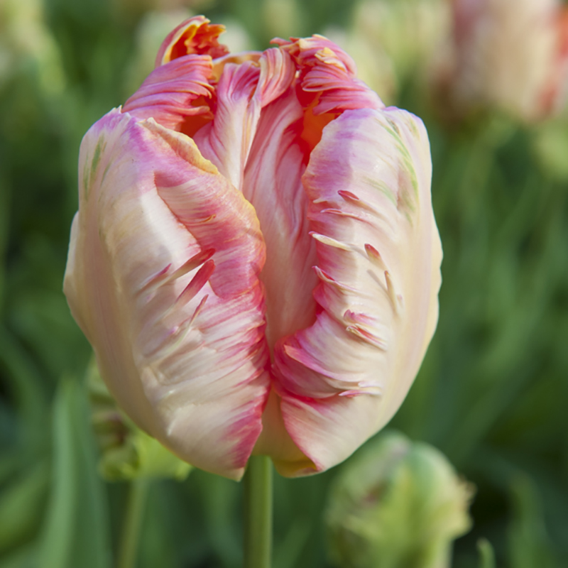 Tulpanlökar - Lökar till vackra och exklusiva tulp... | Wexthuset