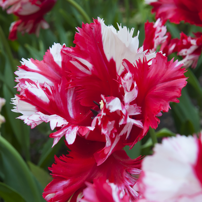 Tulpanlökar - Lökar till vackra och exklusiva tulp... | Wexthuset