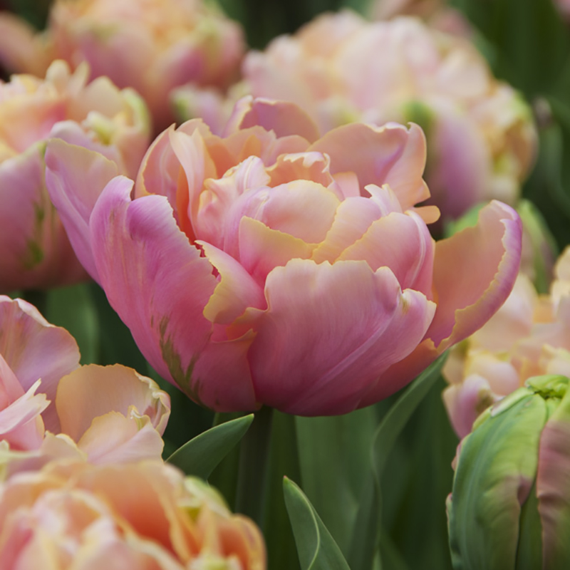 Tulpanlökar - Lökar till vackra och exklusiva tulp... | Wexthuset