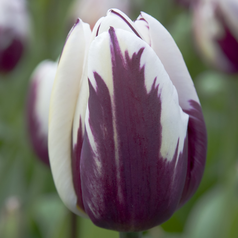 Tulpanlökar - Lökar till vackra och exklusiva tulp... | Wexthuset