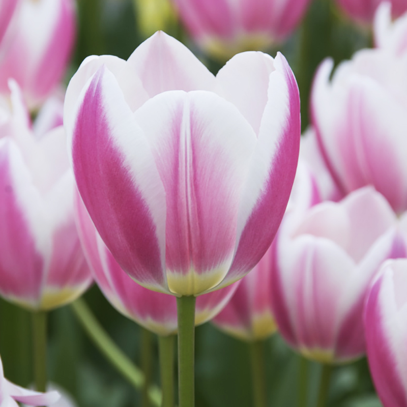 Tulpanlökar - Lökar till vackra och exklusiva tulp... | Wexthuset