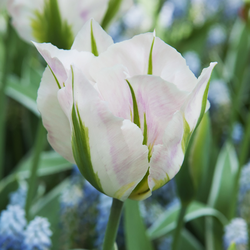 Tulpanlökar - Lökar till vackra och exklusiva tulp... | Wexthuset