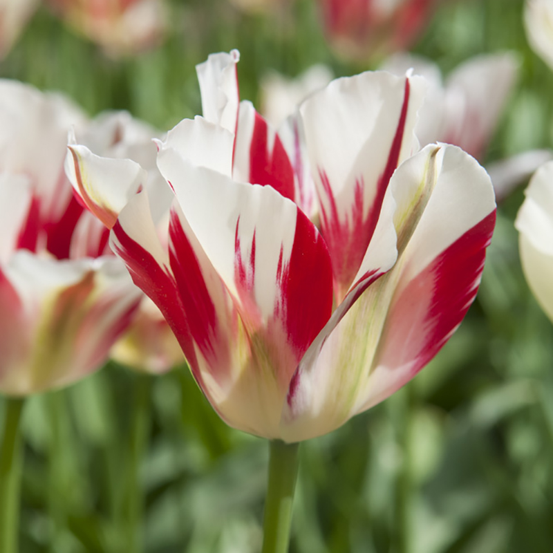 Tulpanlökar - Lökar till vackra och exklusiva tulp... | Wexthuset