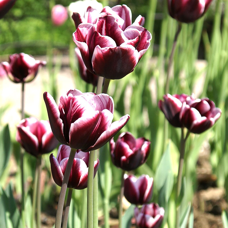 Tulpanlökar - Lökar till vackra och exklusiva tulp... | Wexthuset