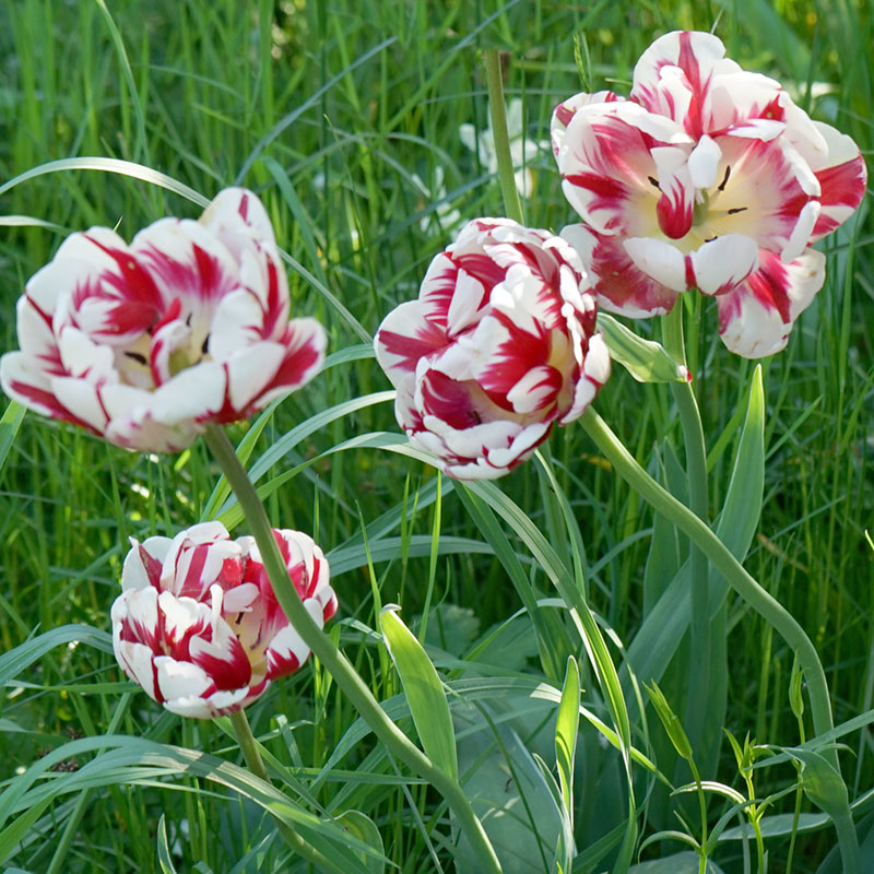 Tulpanlökar - Lökar till vackra och exklusiva tulp... | Wexthuset