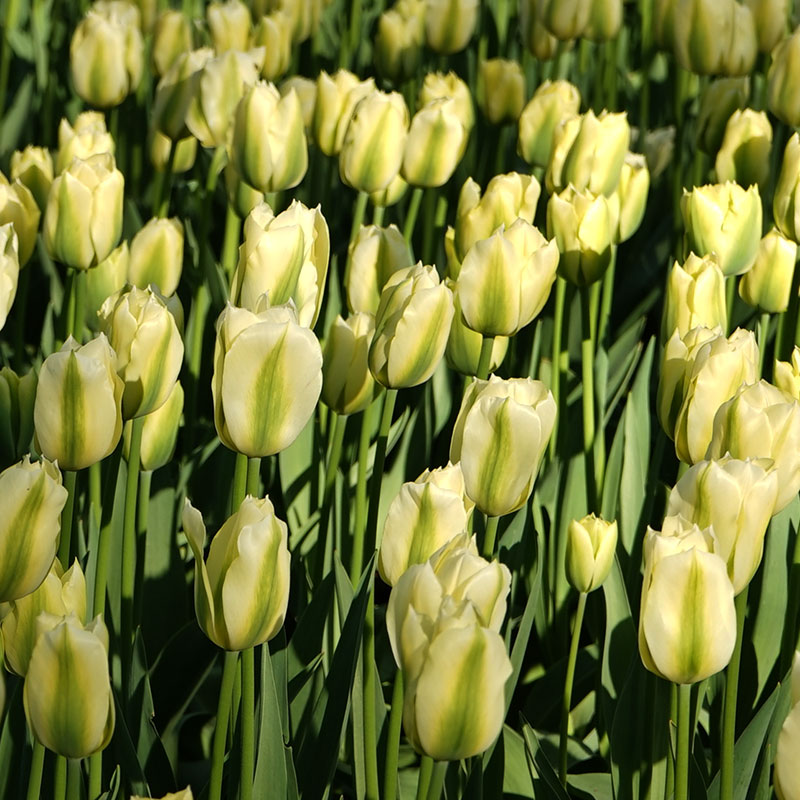 Tulpanlökar - Lökar till vackra och exklusiva tulp... | Wexthuset