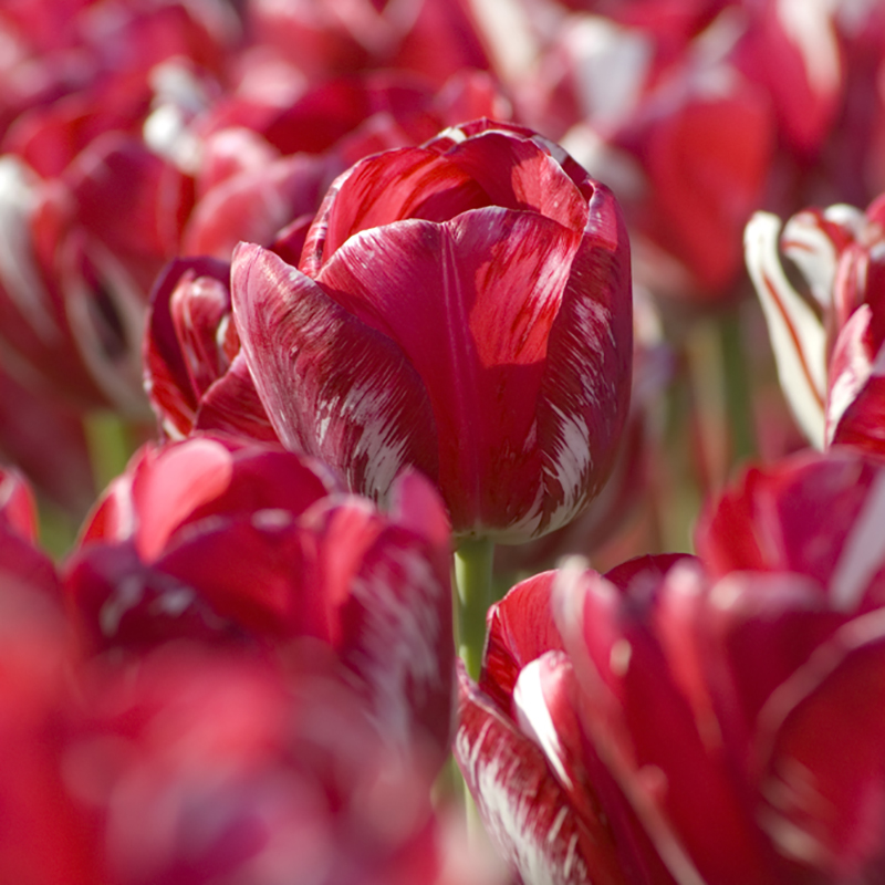 Tulpanlökar - Lökar till vackra och exklusiva tulp... | Wexthuset