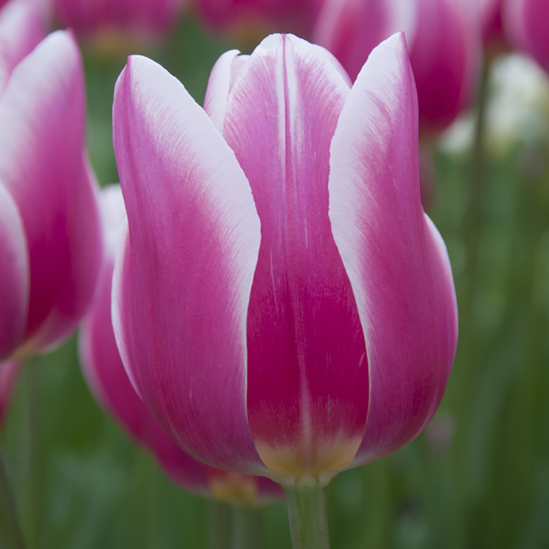 Tulpanlökar - Lökar till vackra och exklusiva tulp... | Wexthuset