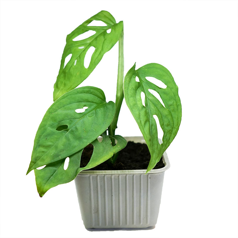 Krukväxt, Liten monstera, Monstera adansonii ’Monkey Mask’ | Wexthuset