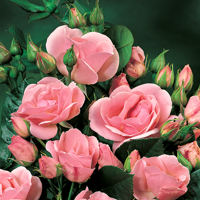Floribundaros Astrid Lindgren K p Rosor Online Wexthuset