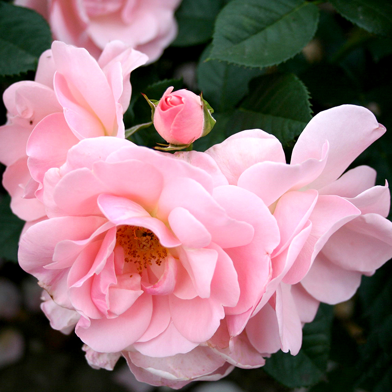 Floribundaros Astrid Lindgren K p Rosor Online Wexthuset