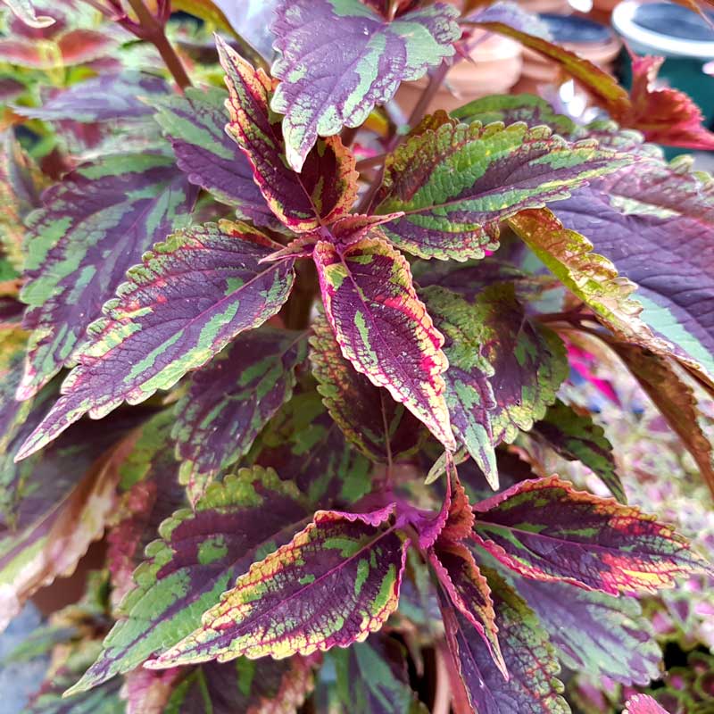 Stickling av Palettblad, coleus 'Combat' | Wexthuset