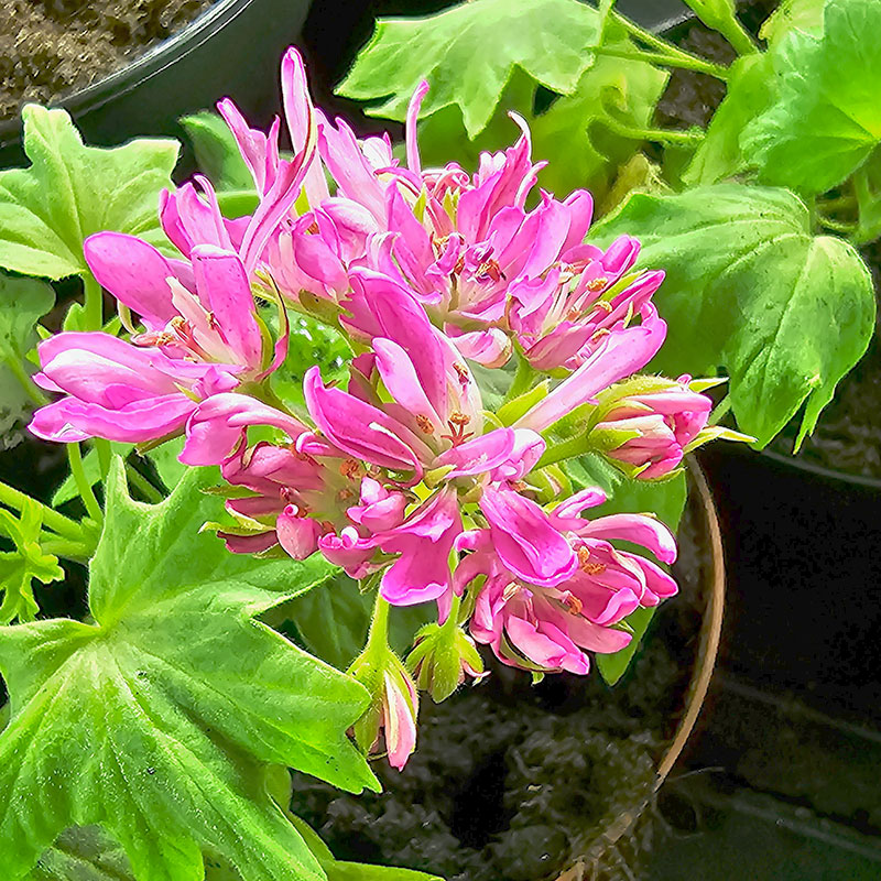 Stjärnpelargon 'Dr Magnusson' - Köp pelargoner online! | Wexthuset